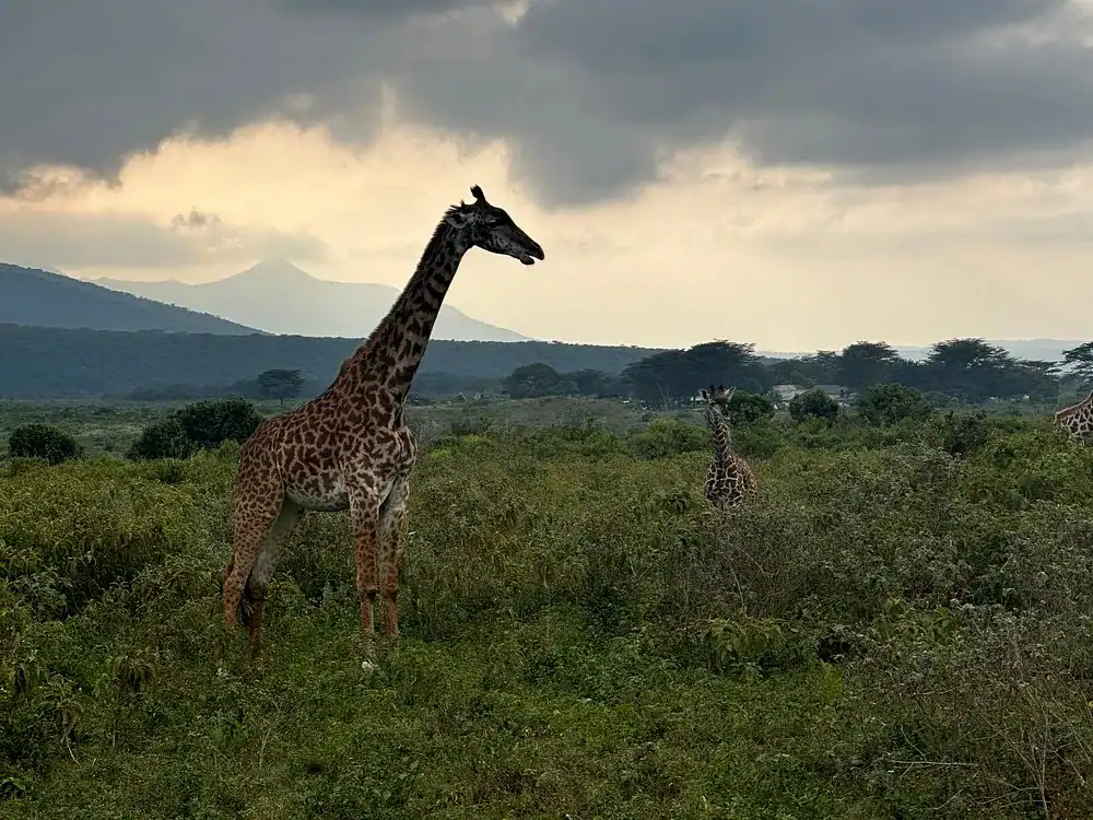 Parque Nacional de Arusha - African Safari Travel