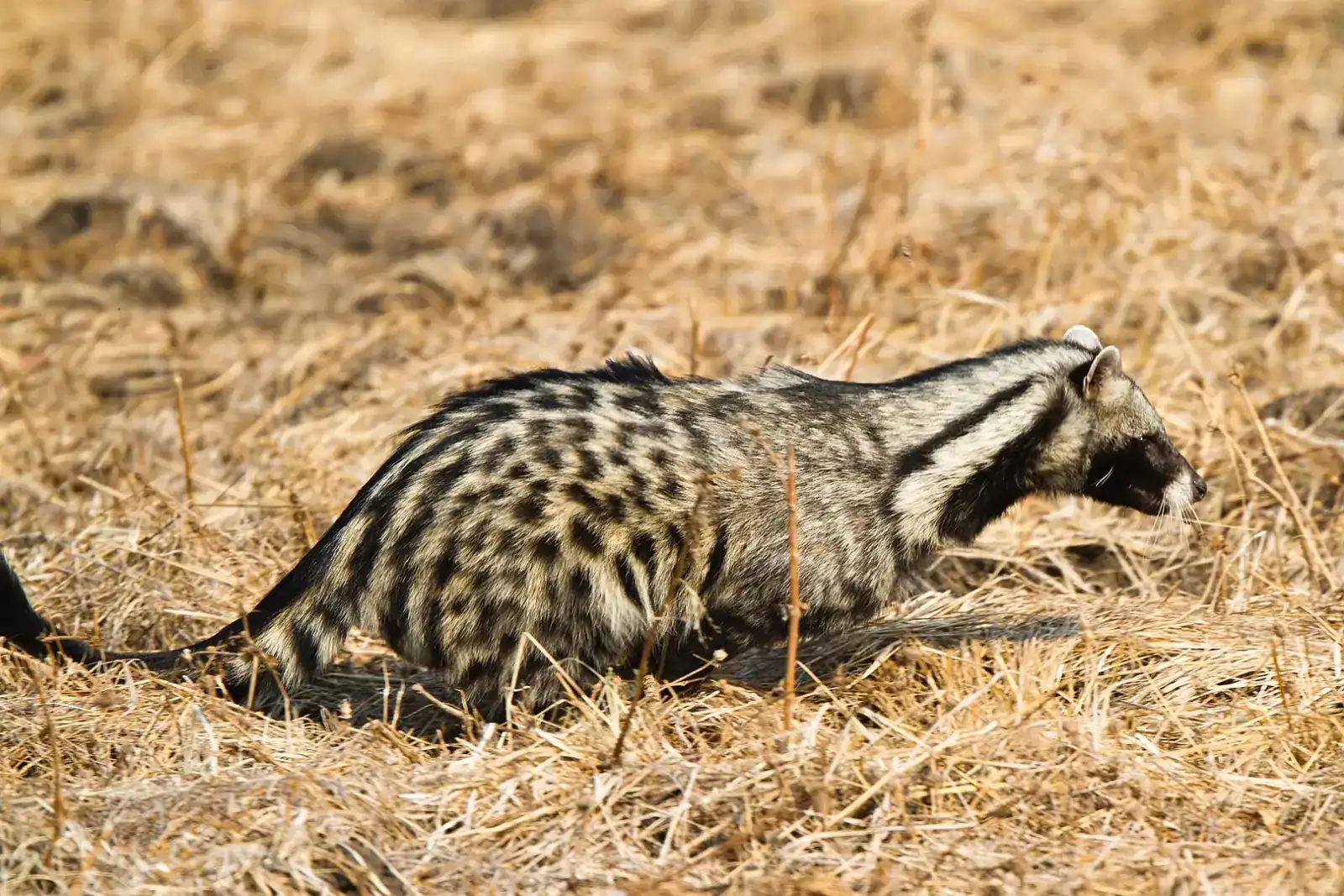 Civeta Africana - African Safari Travel