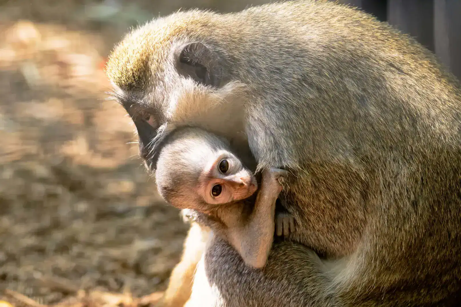 Cercopiteco Verde - African Safari Travel